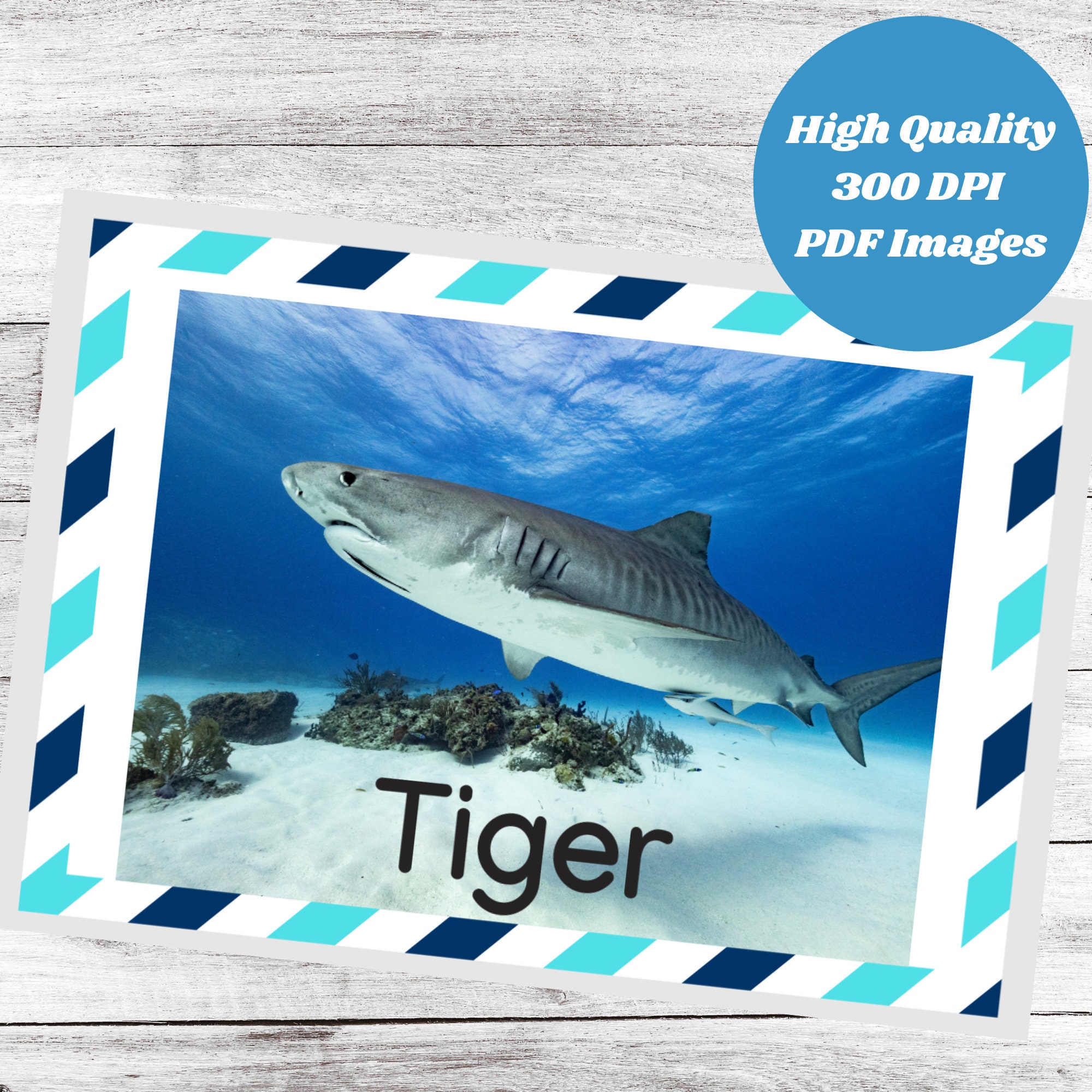 Shark Memory Game| Shark Week Matching Activity| Instant Download - Etsy