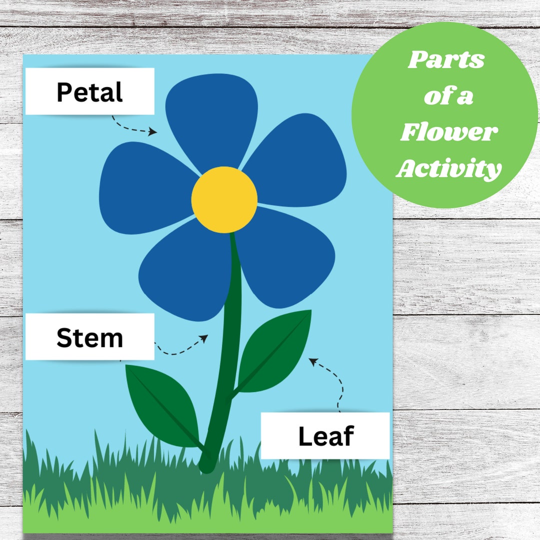Parts of a Flower Craft| Flower Printable Activity| How Plants Grow ...