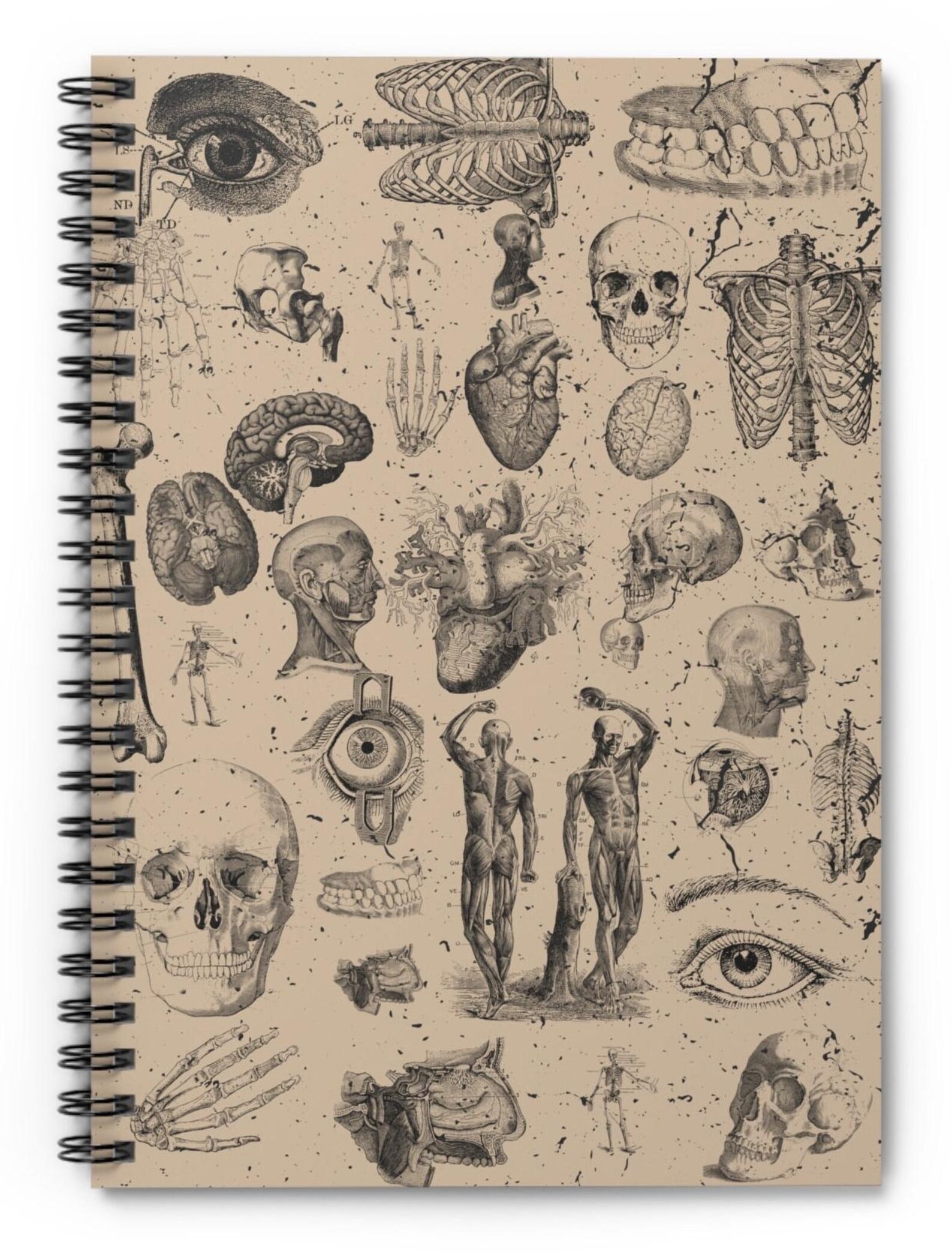 Vintage Anatomy Notebook, Timeless Journal for Special Occasions ...