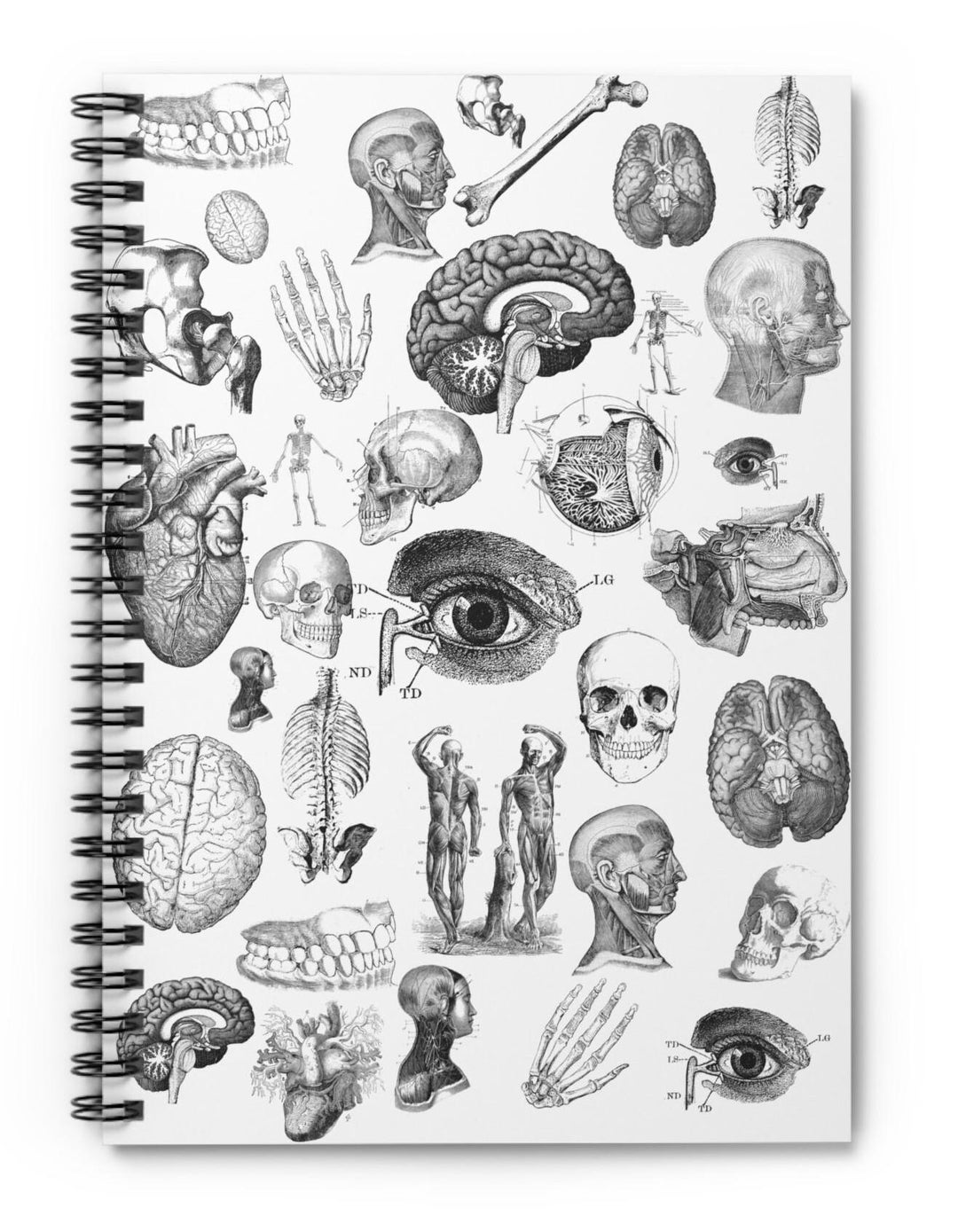 Vintage Anatomy Notebook, Timeless Journal for Special Occasions ...