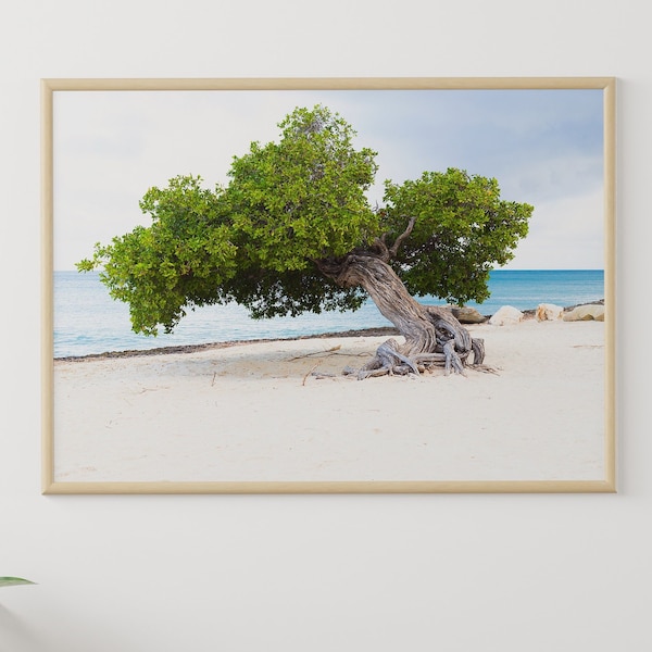 Divi Tree - Etsy