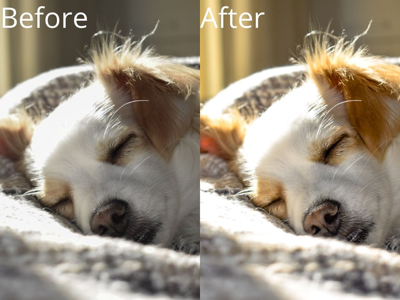 10 Dog Lightroom Presets Mobile Desktop Filters for Pet Photography ...