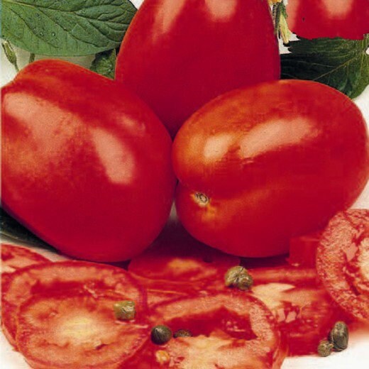 Tomato Roma. the Classic Italian Plum Tomato - Etsy UK