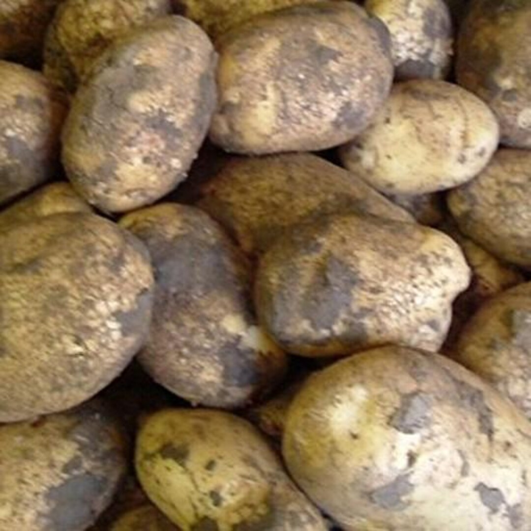 WILJA Seed Potatoes. Second Early Variety. - Etsy UK