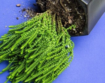 Watch Chain Plant - Etsy