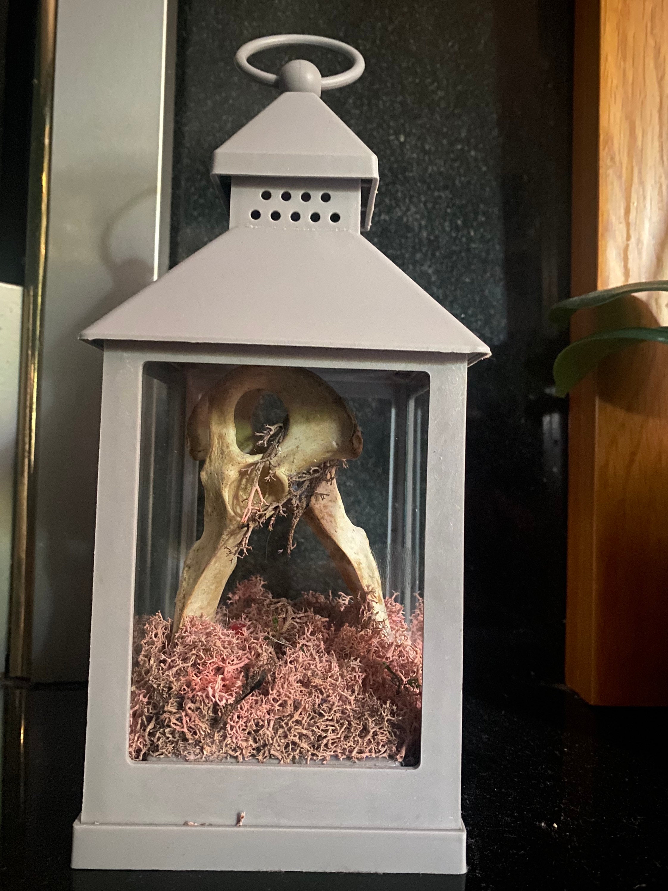 Badger Pelvis Light up Lantern Alternative Gothic Wicca - Etsy UK