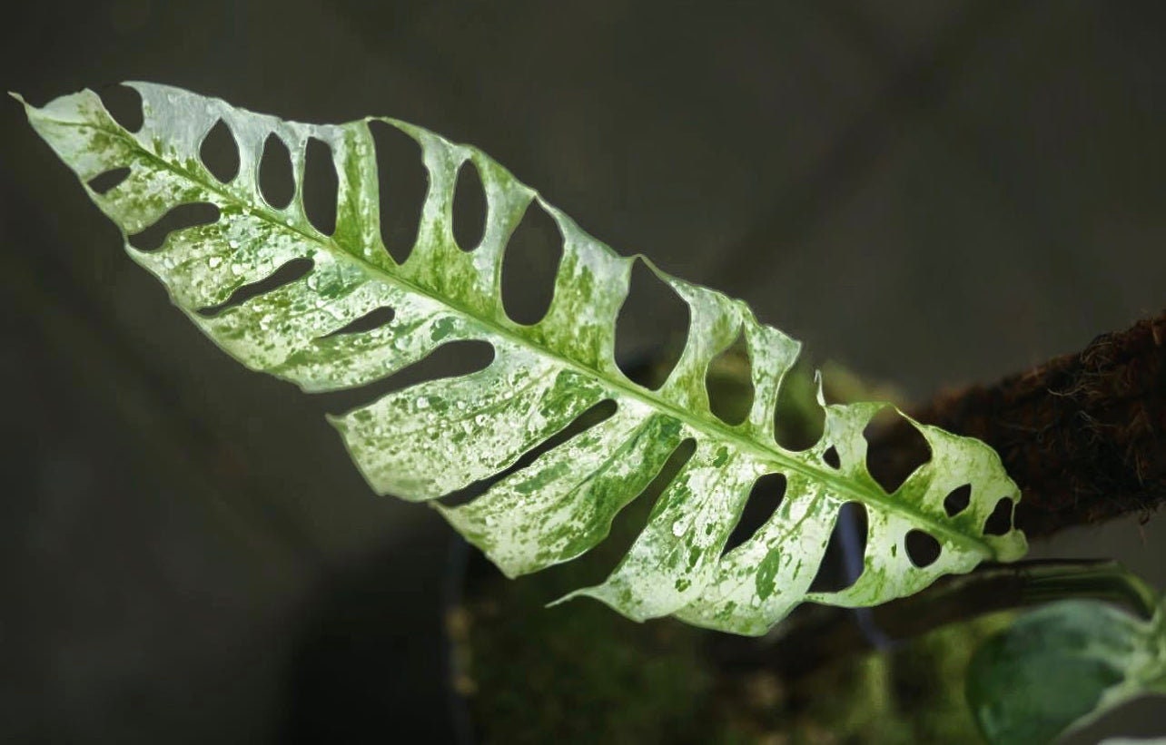 Epipremnum Hanoman Sp. Bali - Etsy