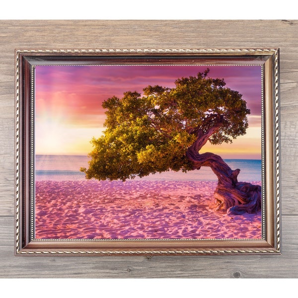 Divi Tree Aruba Art - Etsy