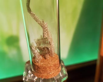 REAL Wasp and Hive Display - Etsy