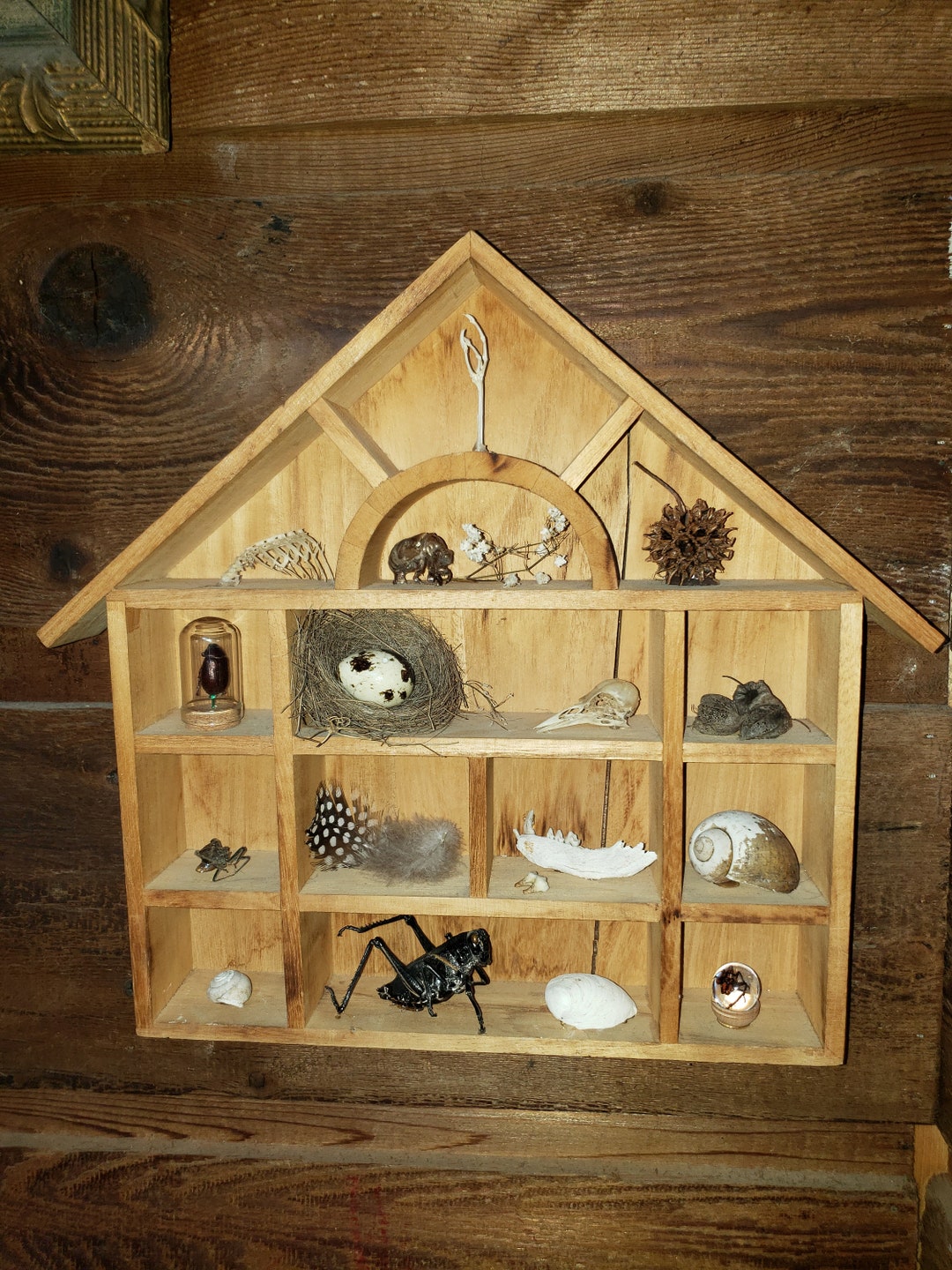 Taxidermy/oddities/curiosity Shadow Box - Etsy