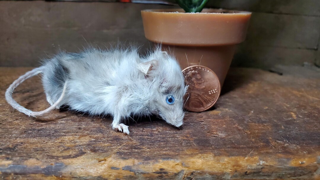 Tiny Freeze Dried Fancy Mouse - Etsy