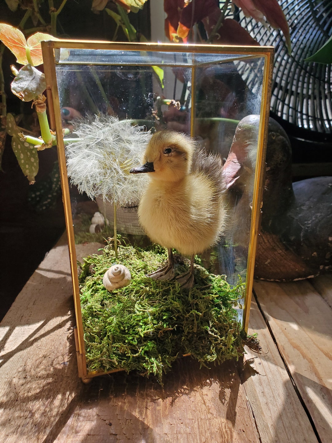 Taxidermy Duckling Display - Etsy