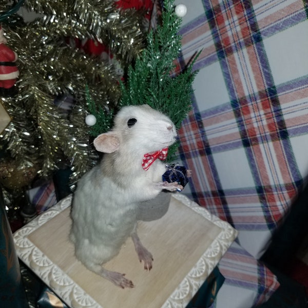 Taxidermy Rat - Etsy