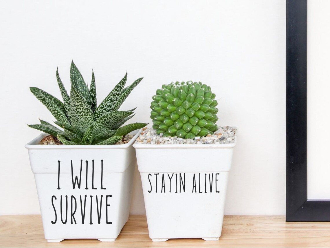 Plant SVG Bundle, Funny Plant Svg, Planter Svg, I Love Plants Svg ...