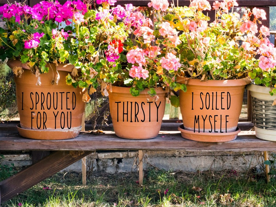 Plant SVG Bundle, Funny Plant Svg, Planter Svg, I Love Plants Svg ...