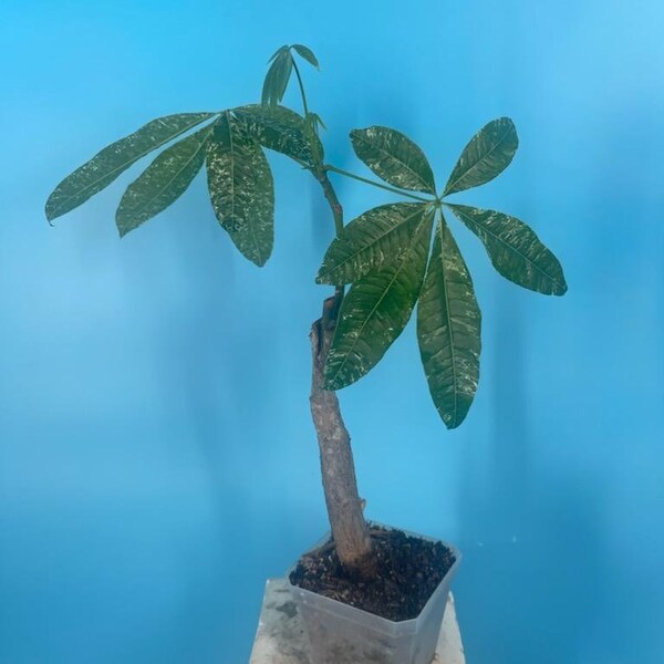 Variegated Money Tree - Etsy