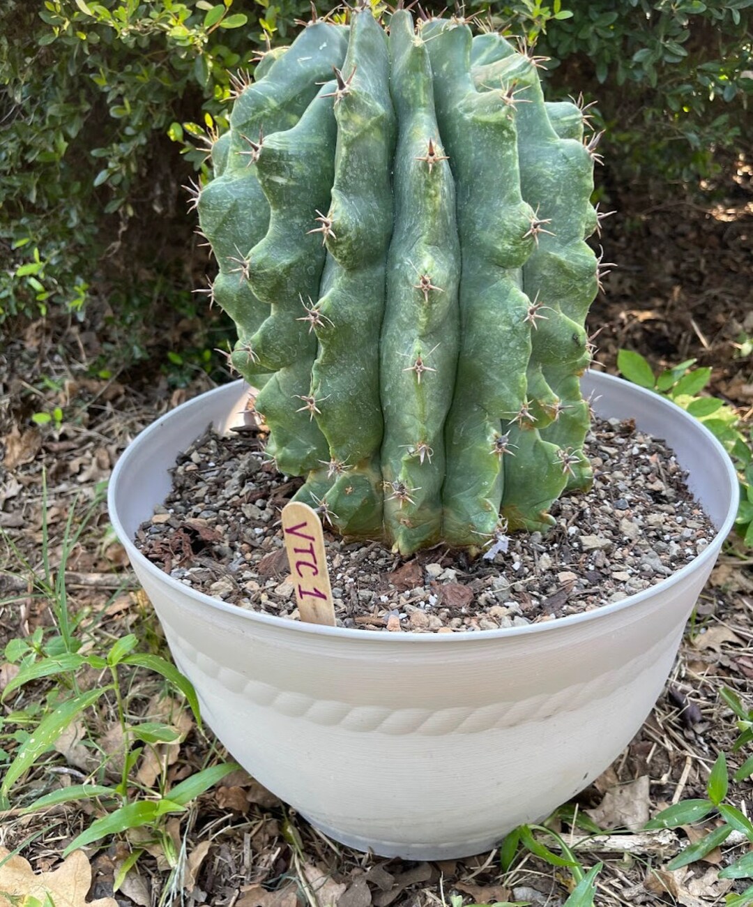 Variegated Ferocactus Horridus Brevispinus - Etsy