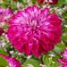 Merlot Magic Dahlia Tubers - Etsy