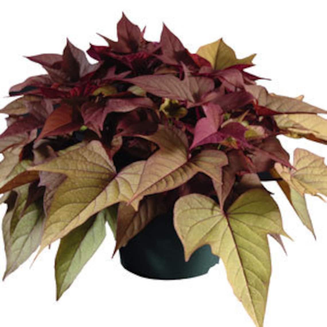 Ipomoea Bright Ideas Rusty Red Sweet Potato Vine - Etsy Canada