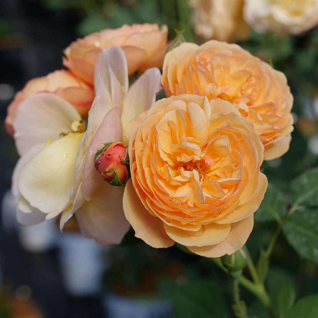Honey Apricot 'flavorette' Rose Bush - 3 Gallon, Tasty Petals! - Etsy
