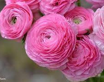 Ranunculus Half Clone Iceberg Bulbs FALL PLANTING - Etsy