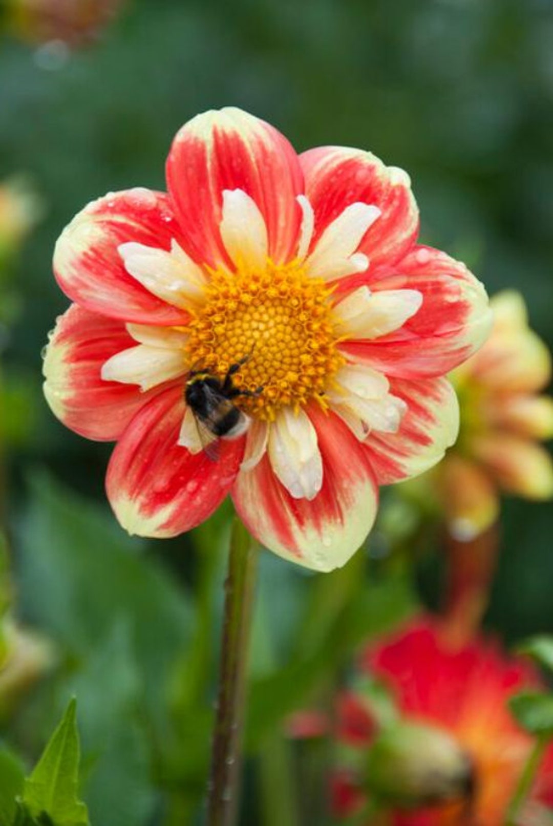 Pooh Swan Island Dahlia Tubers SPRING PREORDERS - Etsy