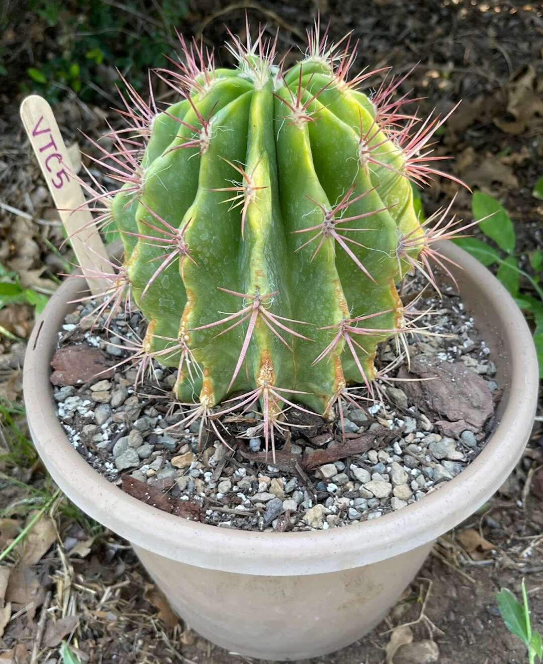 Variegated Ferocactus Stansii X Pilosus - Etsy