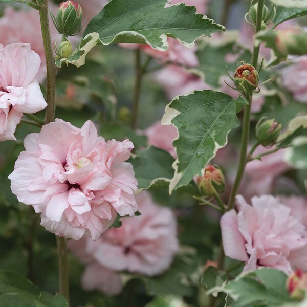Rose of Sharon Plants - Etsy