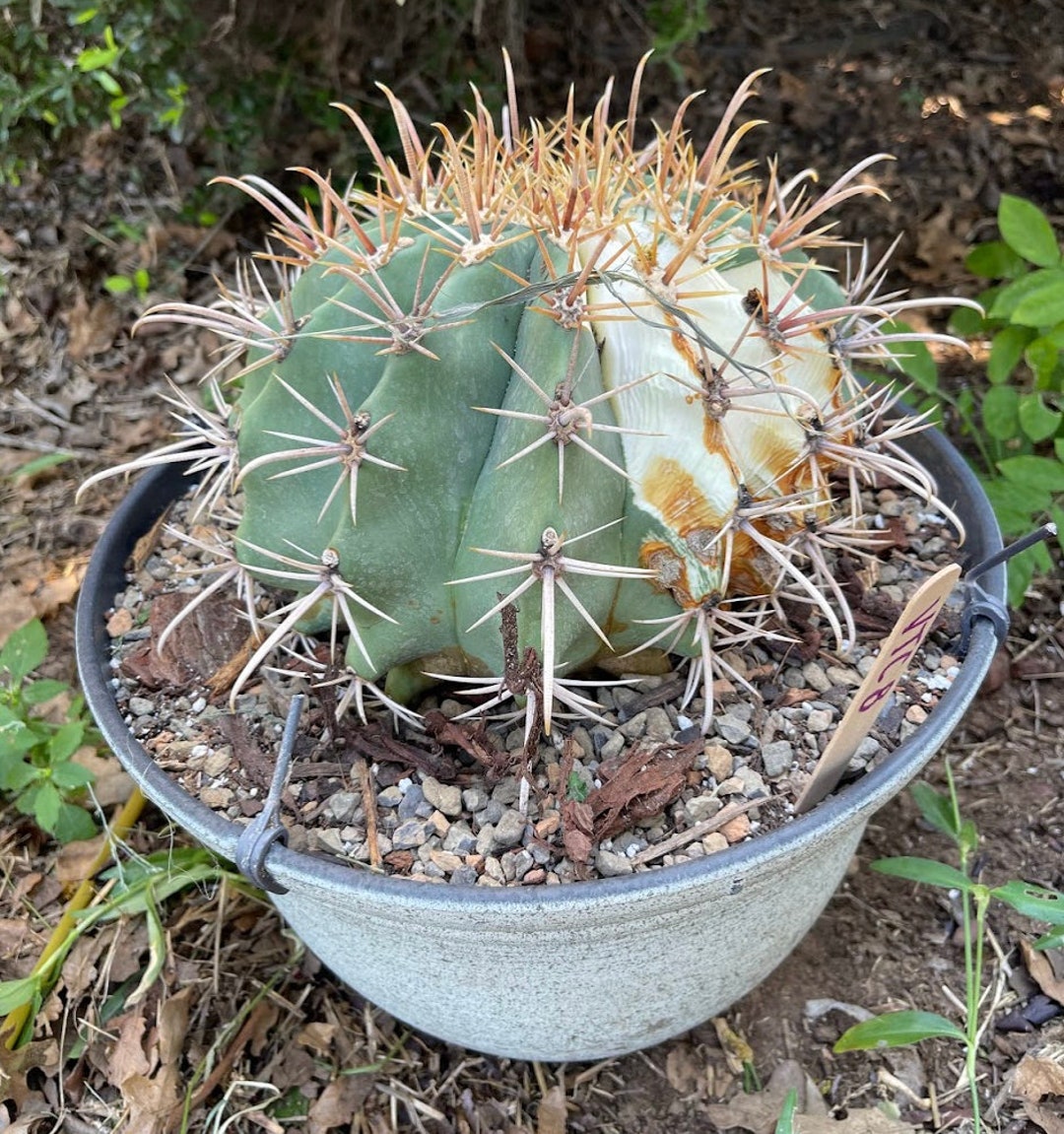 Variegated Ferocactus Recurvus - Etsy