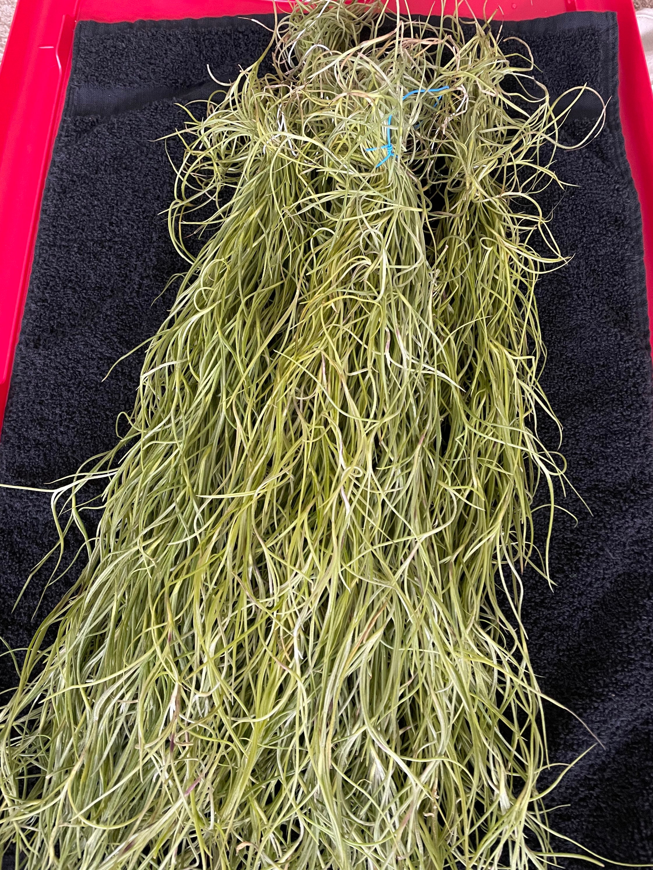Spanish Moss - Etsy