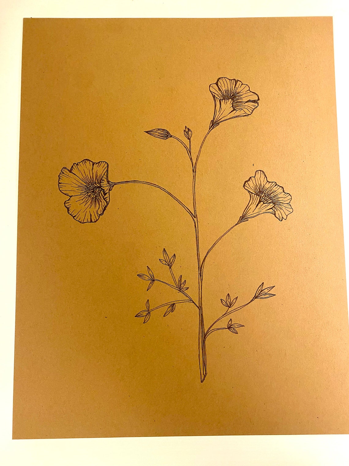 Single Poppy Pen and Ink Drawing Print | Etsy