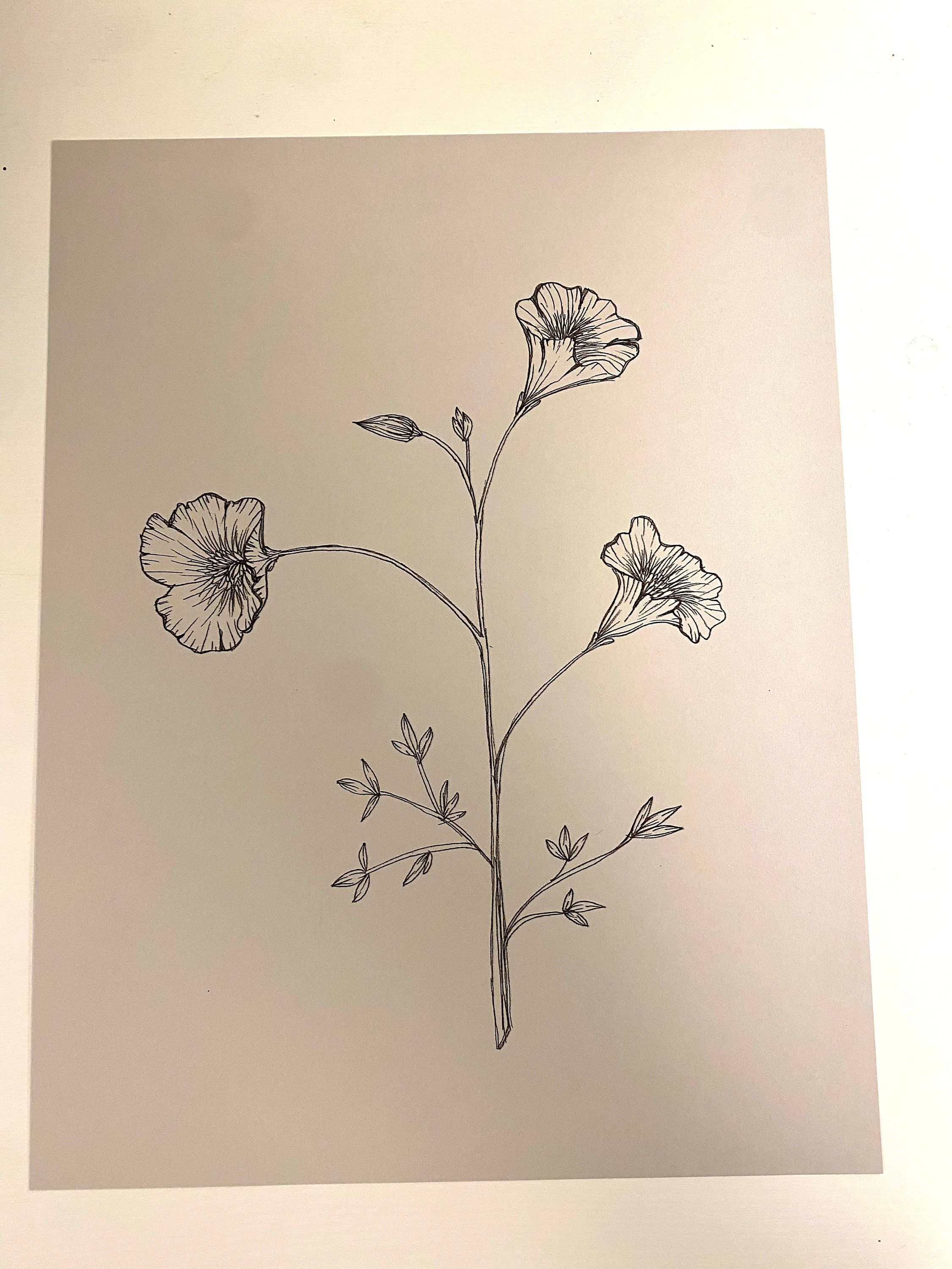 Single Poppy Pen and Ink Drawing Print - Etsy