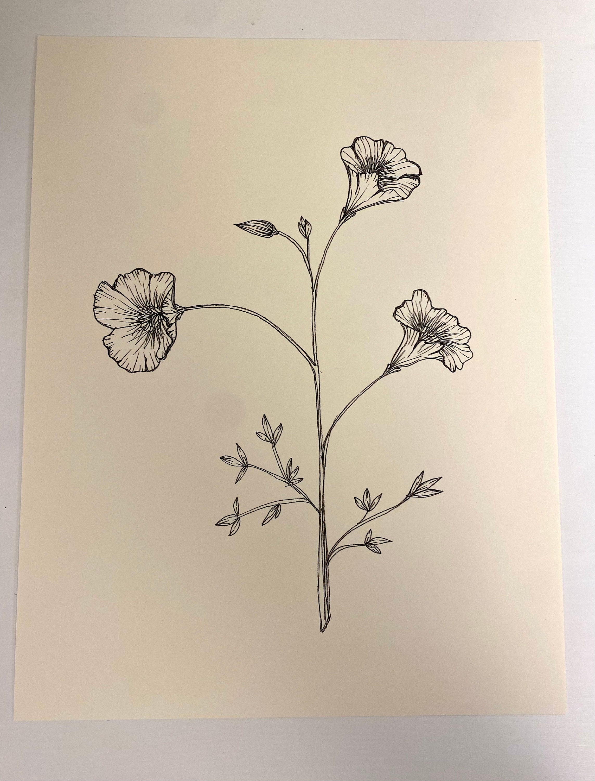 Single Poppy Pen and Ink Drawing Print - Etsy