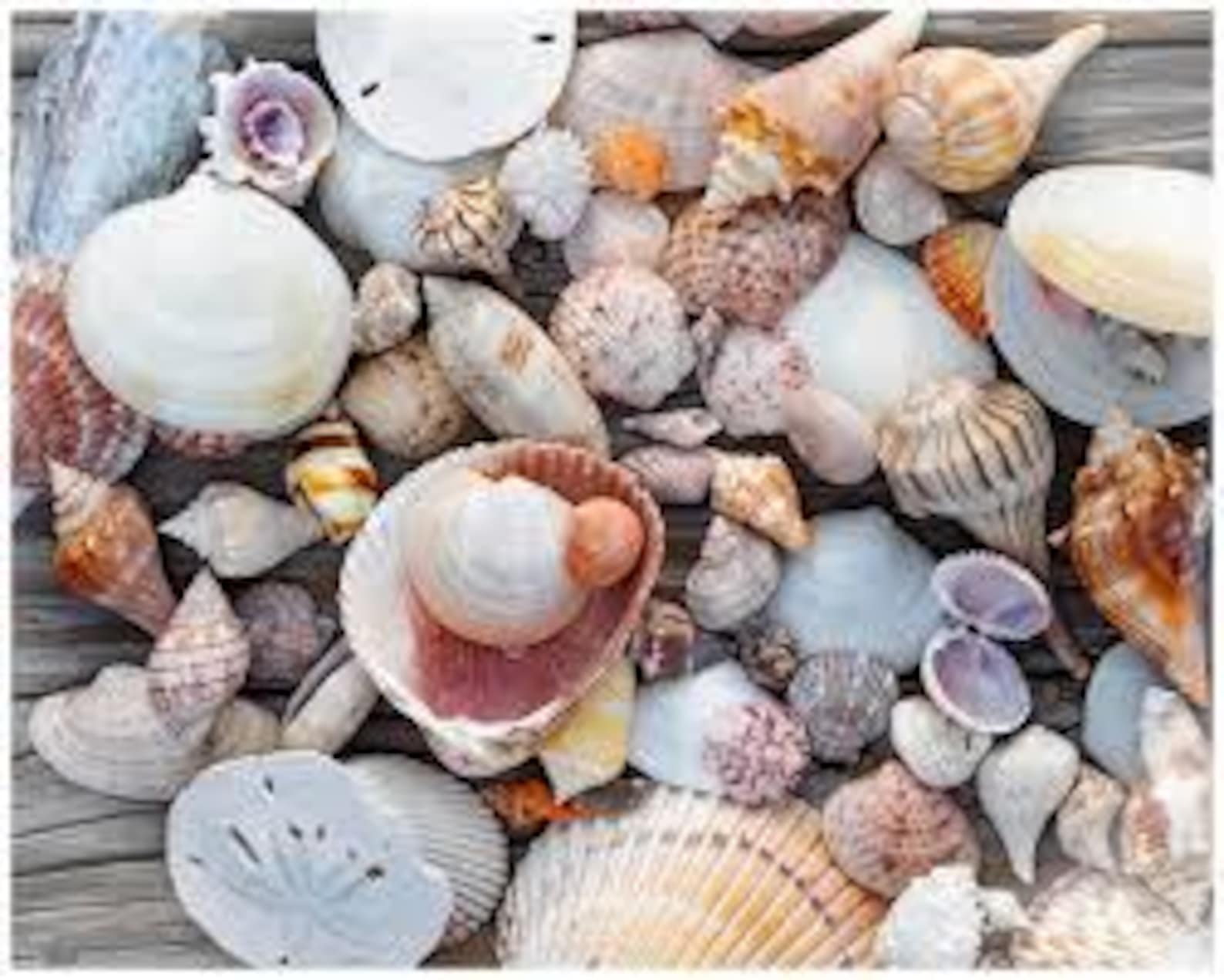 Seashell Shadow Box for Your Seashells, Sea Glass, Beach Glass, Shark ...