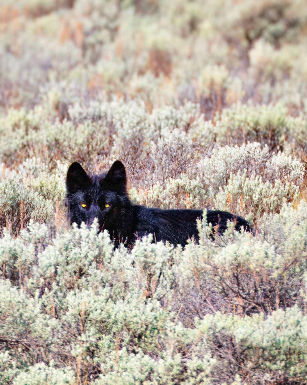 Wolf Print | Wolf Photo | Black Wolf | Wildlife Art | Yellowstone Print ...