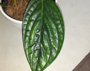 Green Galaxy Monstera - Etsy