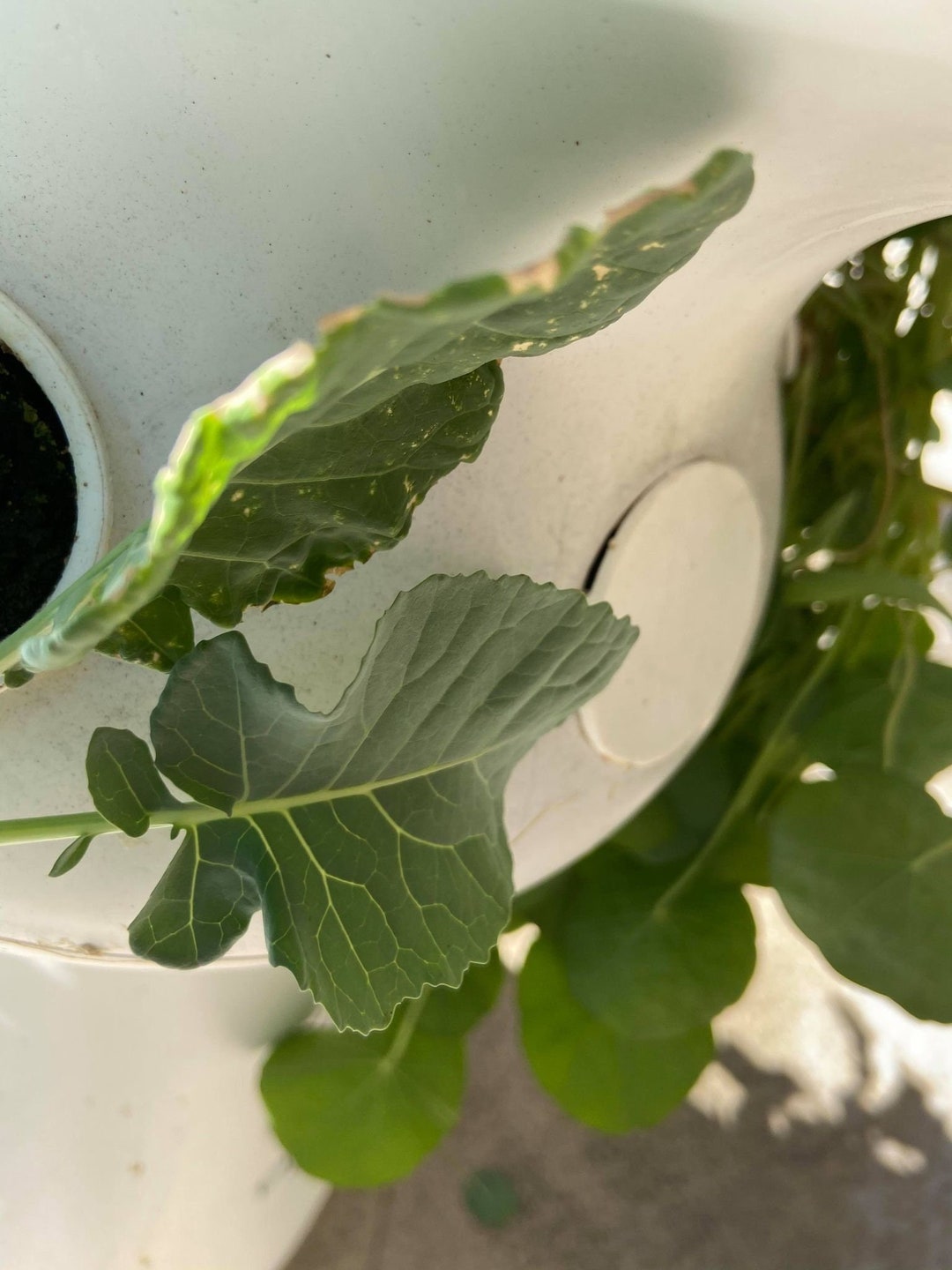 Lettuce Grow Farmstand Hole Caps - Etsy