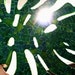 Monstrea Leaf Mosaic - Etsy