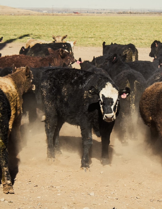 Wildlife Photography Prints Cow Prints Photography Prints - Etsy