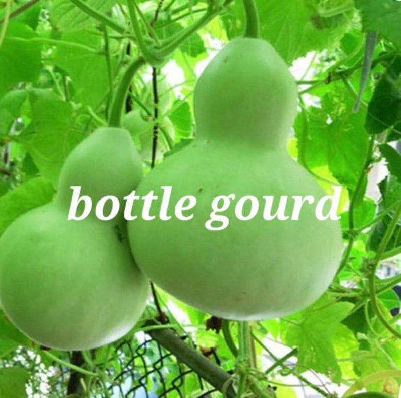 Bottle Gourd Indian Birdhouse 10 Seeds - Etsy