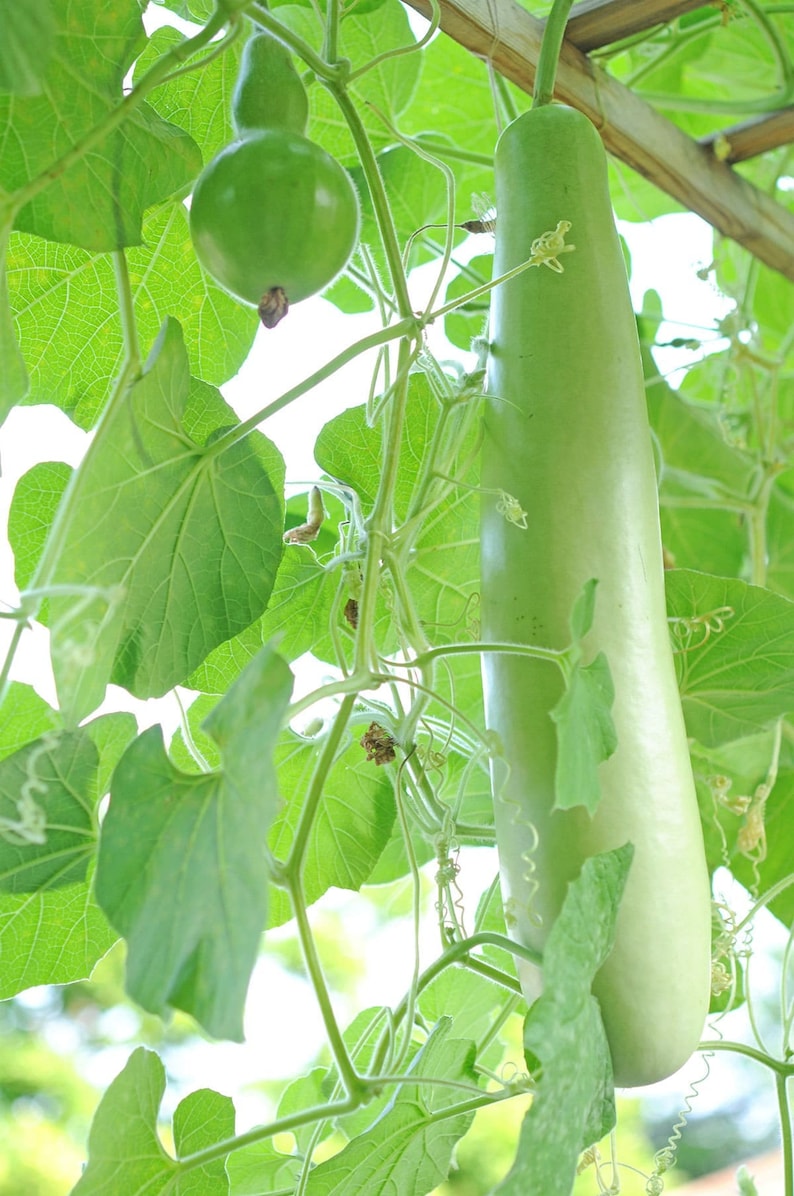Bottle Gourd Indian Long Green Gourd Seeds /lau/calabash/ Suraikkai - Etsy
