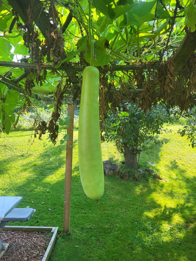 Bottle Gourd Indian Long Green Gourd Seeds /lau/calabash/ Suraikkai - Etsy