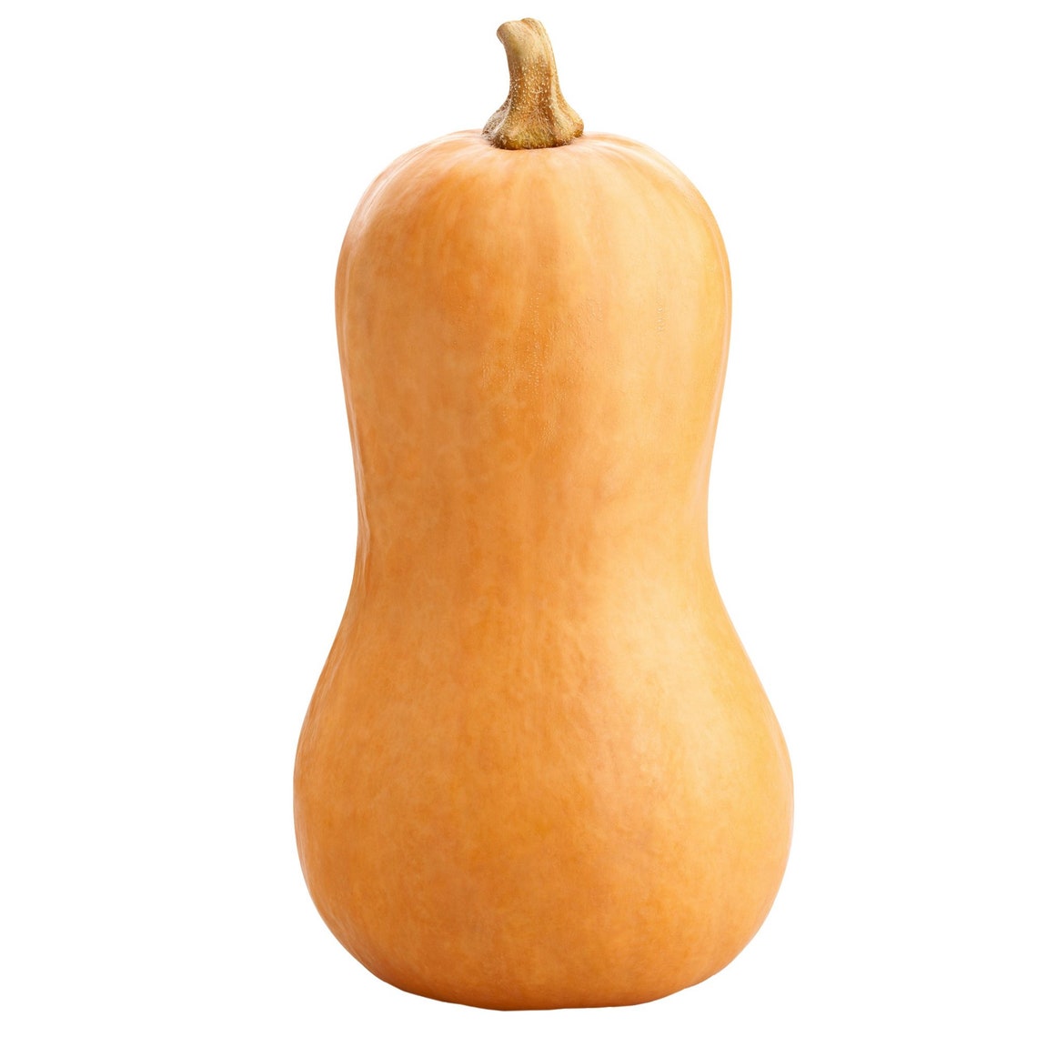 25 Organic Butternut Squash Seeds - Etsy