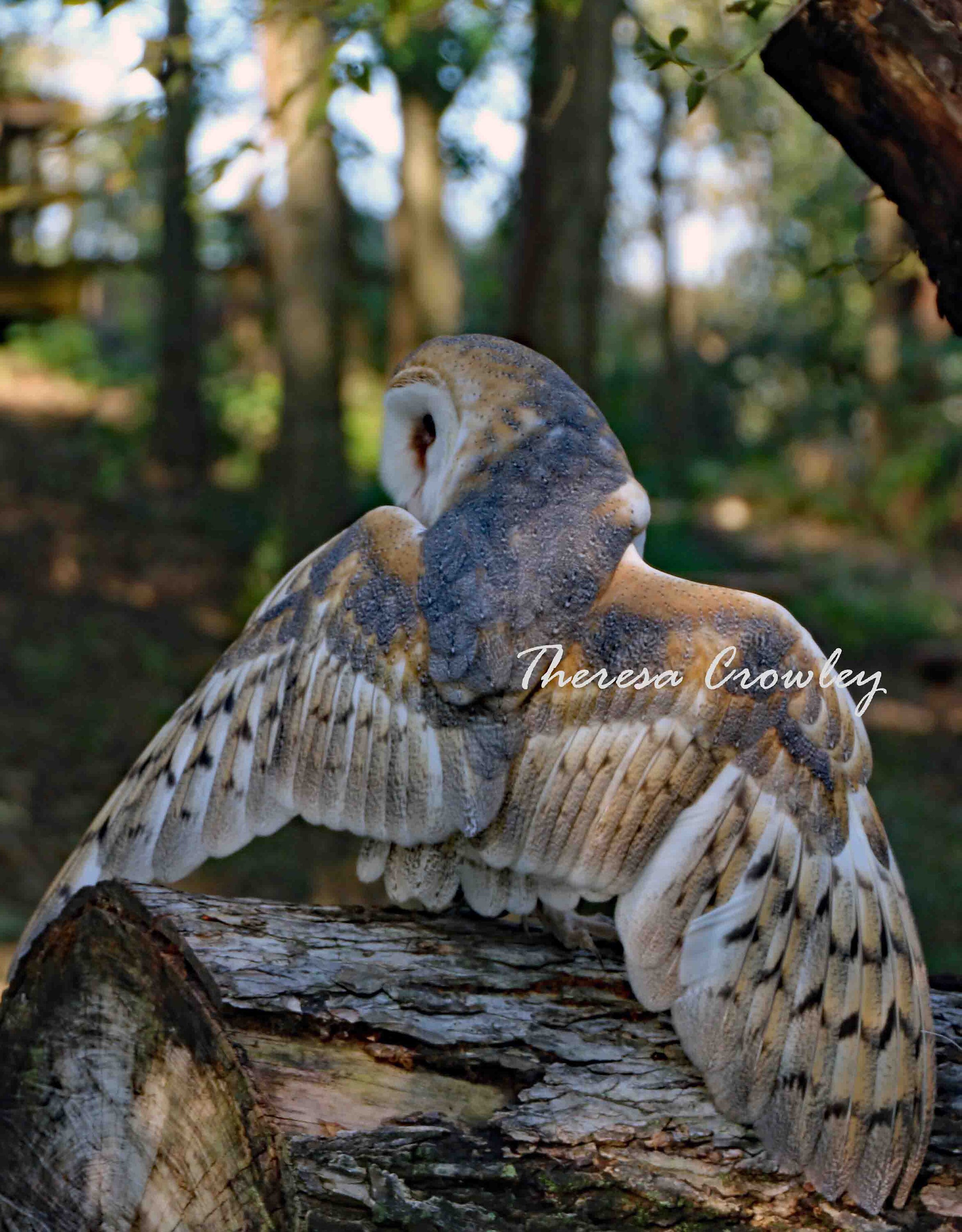 Digital Photography Barn Owl Owl Wings Image - Etsy