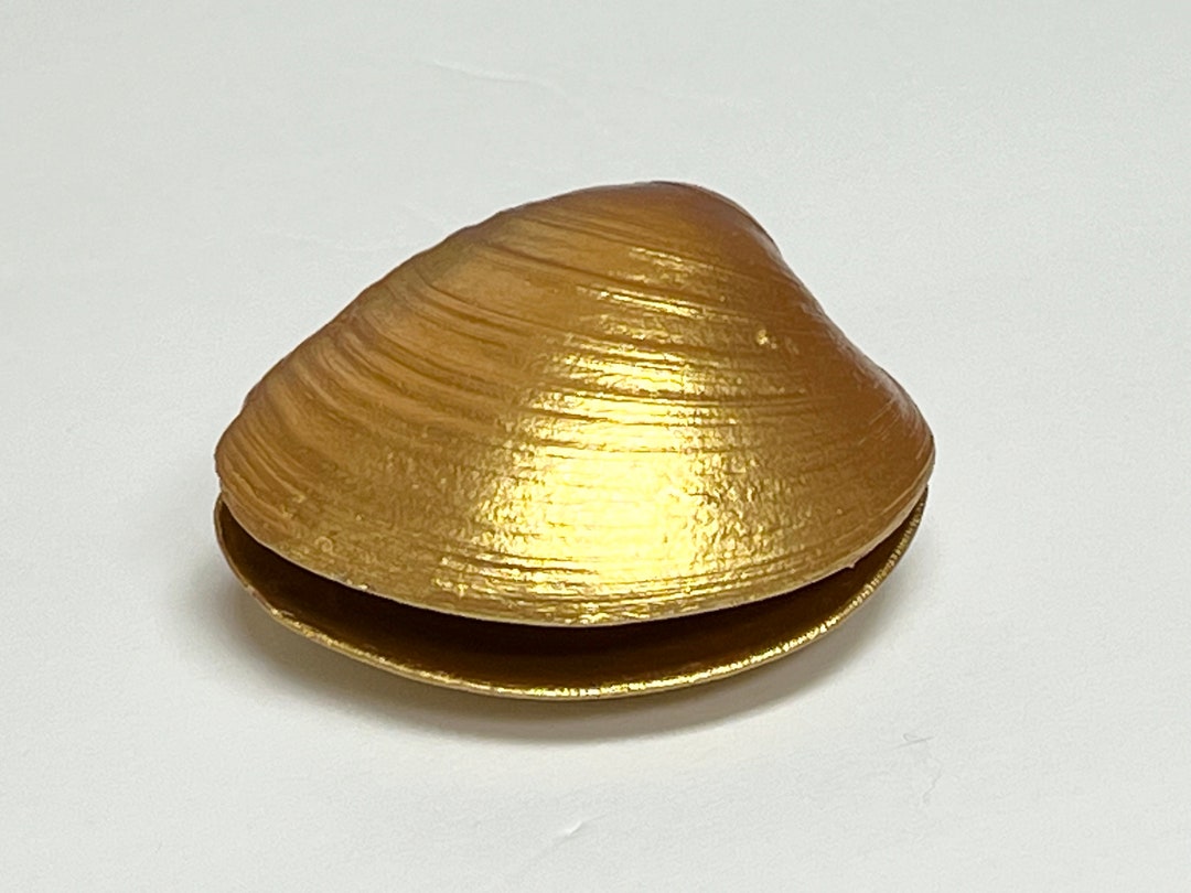 Golden Clam Shell - Etsy