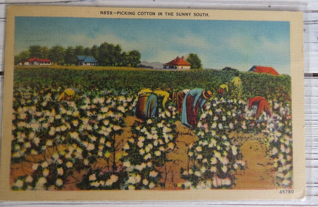 Vintage 1940 Linen Postcard picking Cotton in the Sunny South ...