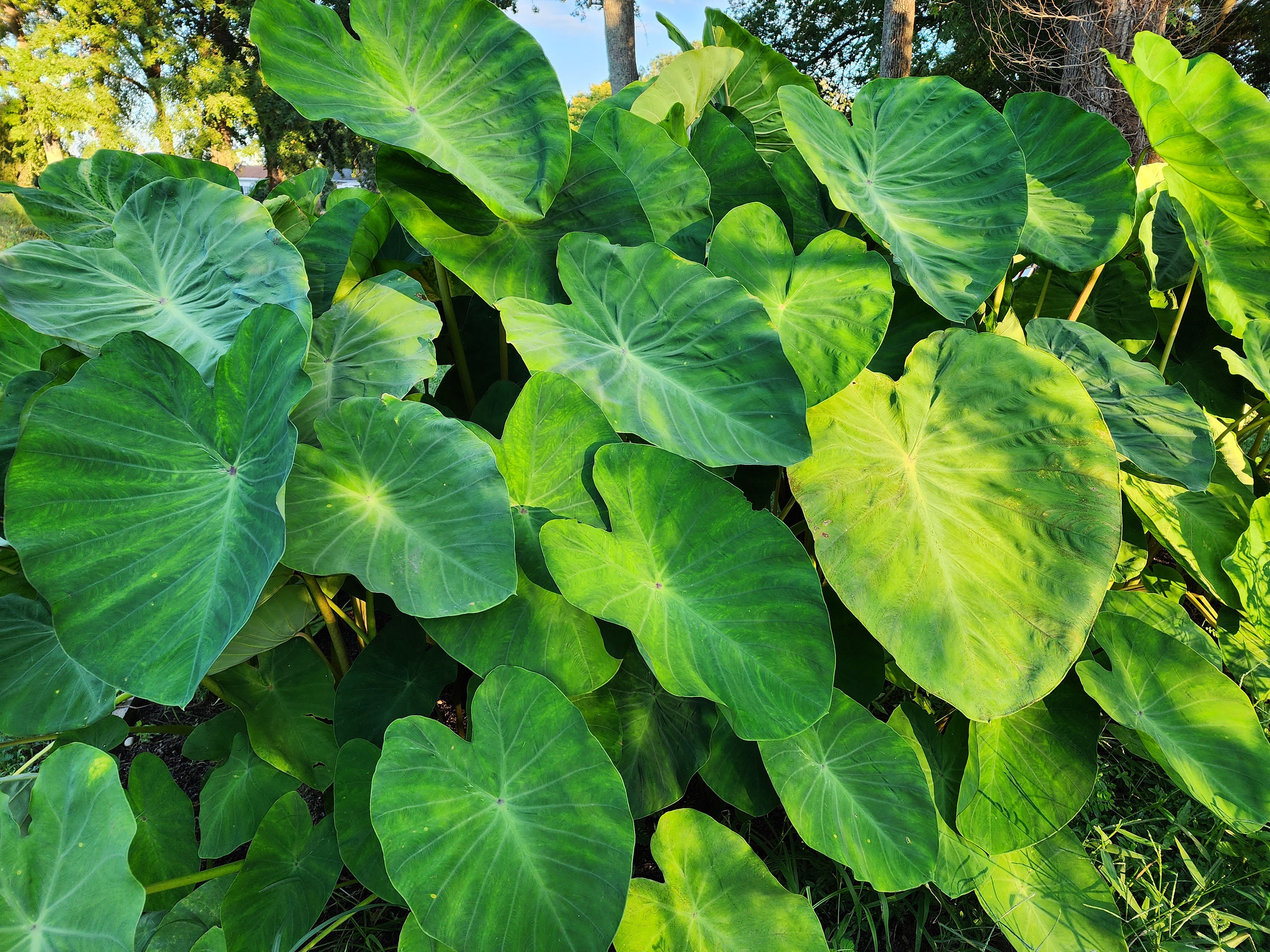 6 Organic Edible Taro Root Bulbs for Planting - Etsy