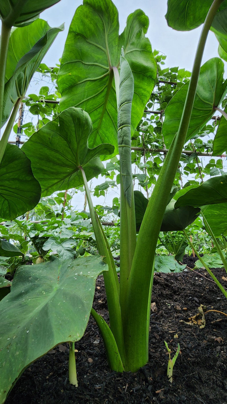 6 Organic Edible Taro Root Bulbs for Planting - Etsy