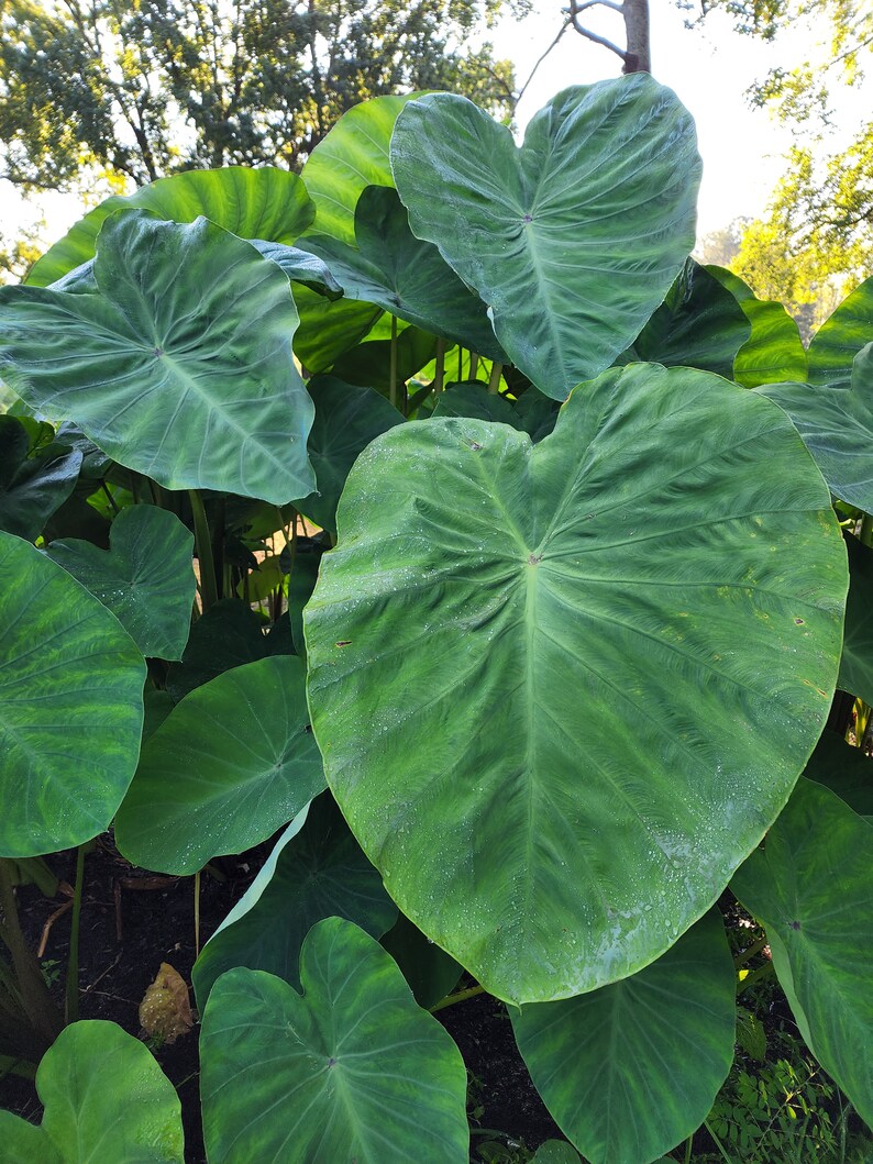 6 Organic Edible Taro Root Bulbs for Planting - Etsy