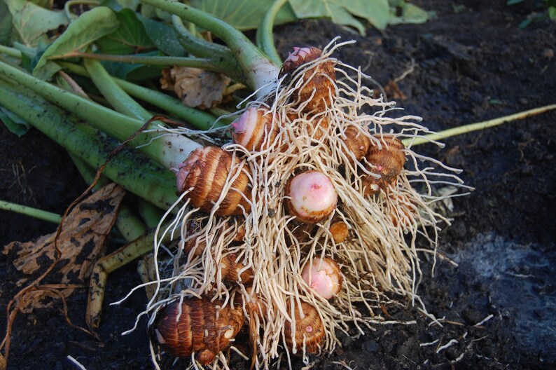 6 Organic Edible Taro Root Bulbs for Planting - Etsy